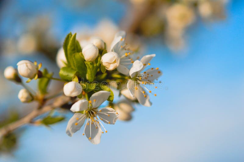 Blooming Tree White Spring Flowers Stock Photo - Image of field, pretty ...