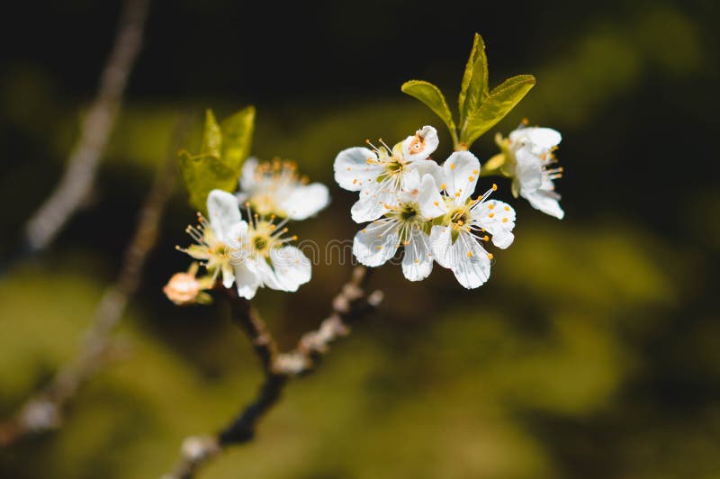 Blooming Tree White Spring Flowers Stock Image - Image of petals, bloom ...