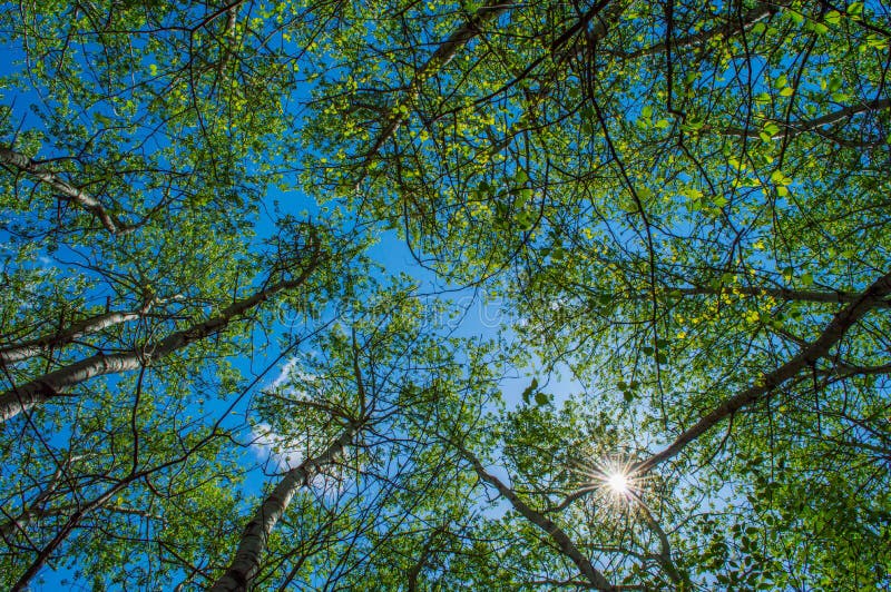 Trees against the blue sky stock image. Image of nature - 40650893