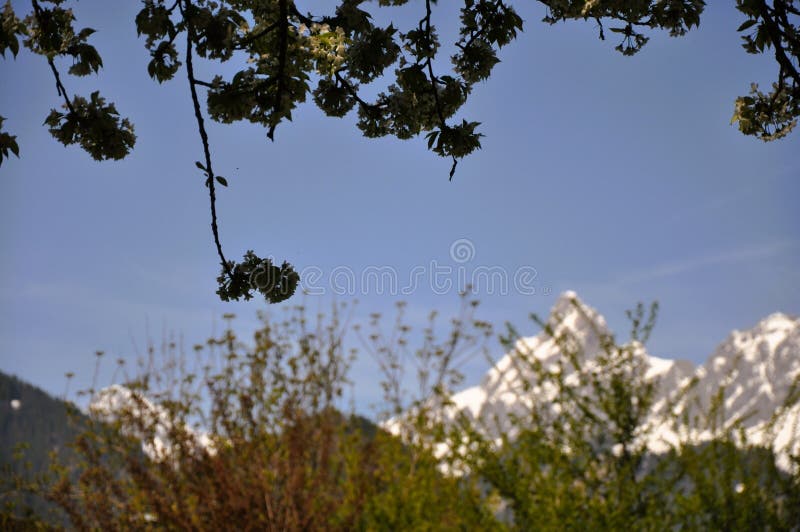 Blooming Trees with Alpine Landscape in Background Stock Photo - Image ...