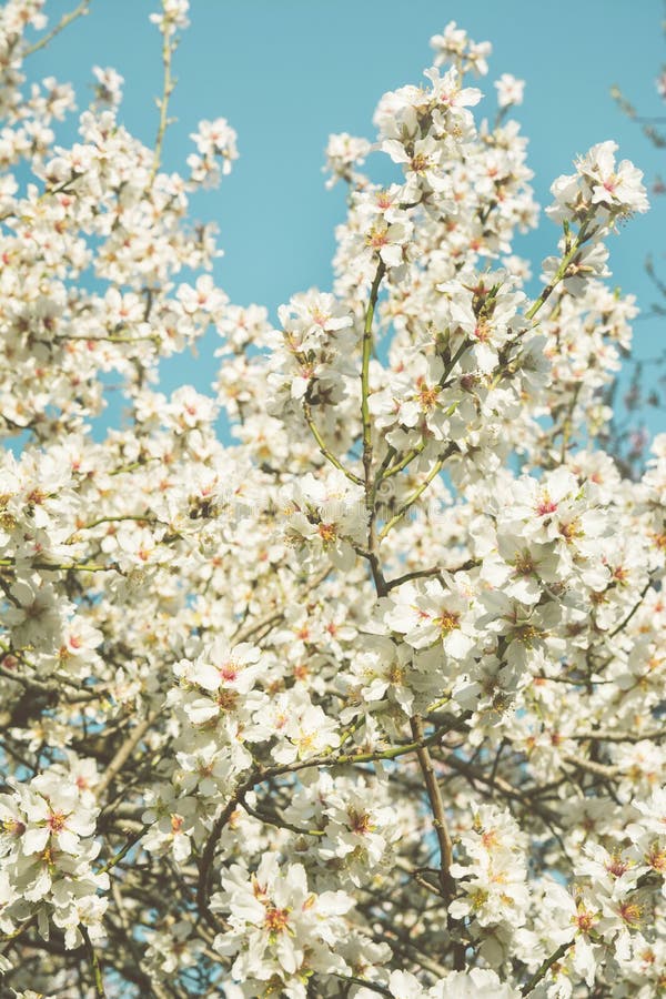 Blooming Trees on Field in Spring in the Forest Stock Image - Image of ...
