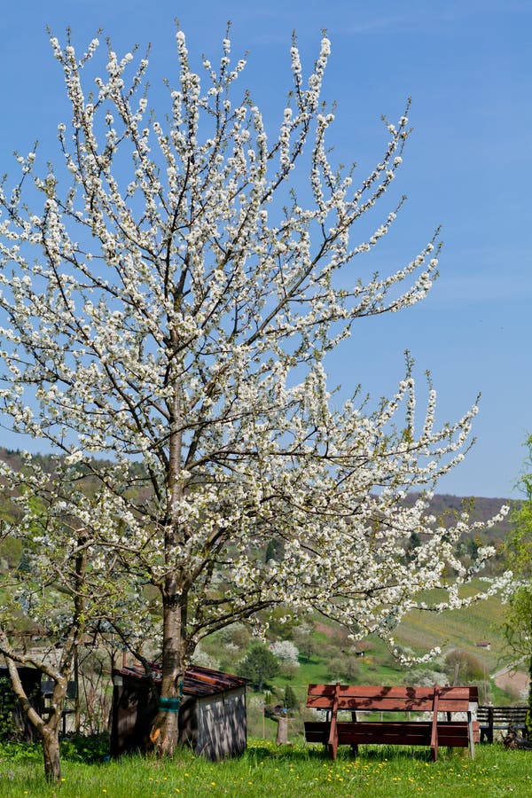 Blooming Trees in Garden in Spring Stock Image - Image of environment ...