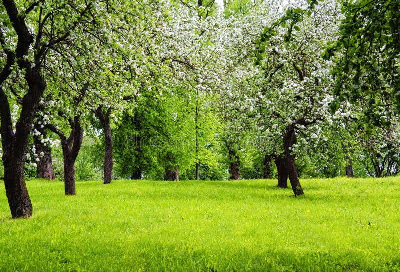 Blooming Trees on Green Meadow Stock Photo - Image of calm, farm: 14496948