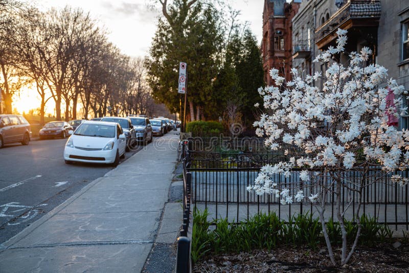 Blooming Trees in Montreal Quebec Editorial Photography - Image of ...