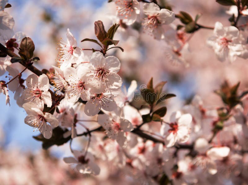 Blooming Trees in Spring. Early Spring Flowers on Tree Stock Image ...