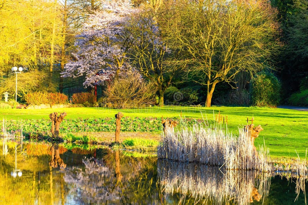 Blooming Trees in Spring with Lake Reflections Stock Photo - Image of ...