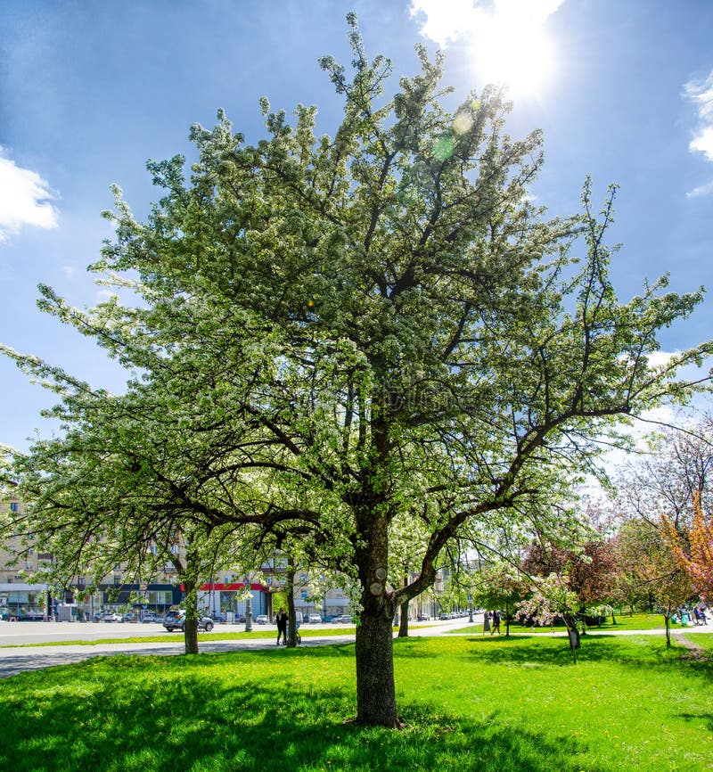 Blooming Trees in the Spring Outdoors in the Park Landscape Stock Image ...