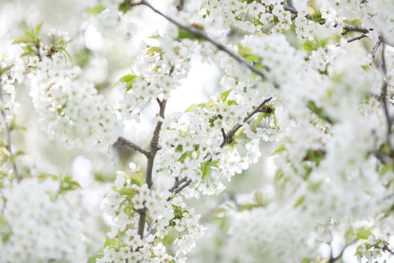 Blooming Trees in Spring in Outside Image Stock Photo - Image of nature ...