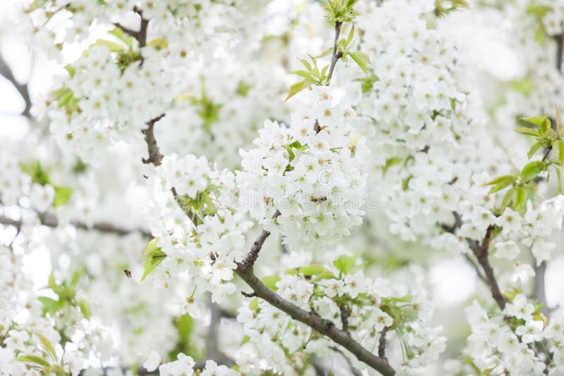 Blooming Trees in Spring in Outside Image Stock Image - Image of ...