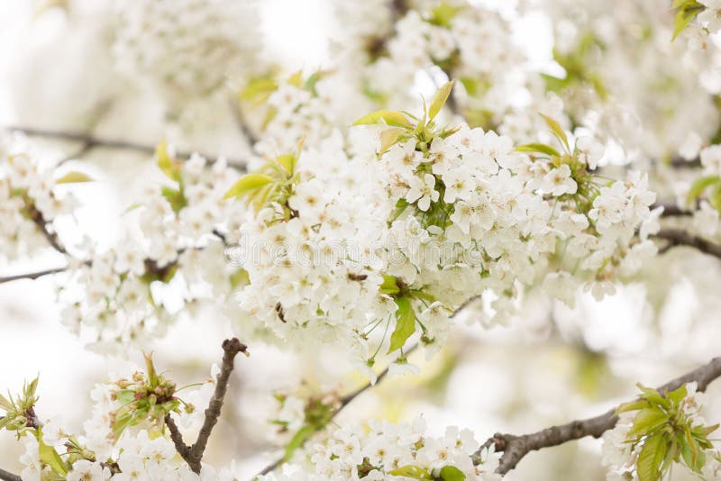 Blooming Trees in Spring in Outside Image Stock Image - Image of ...