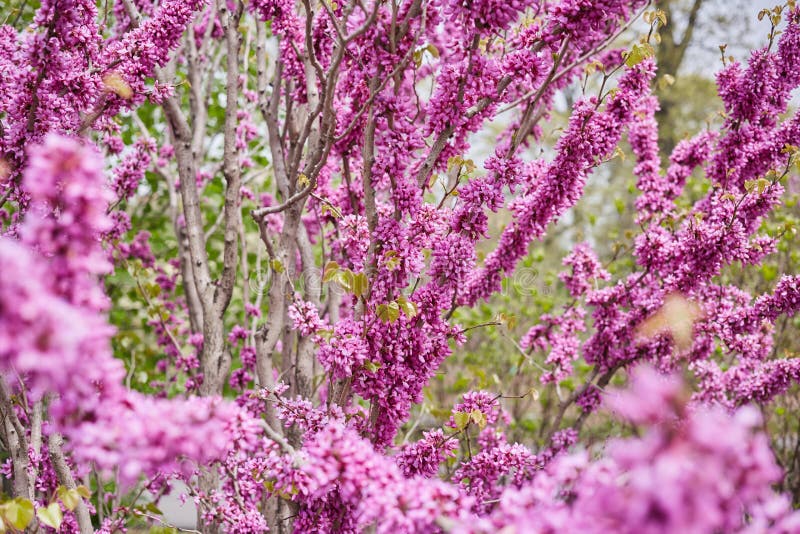 Blooming Trees Spring Season Beautiful Nature Stock Photo - Image of ...
