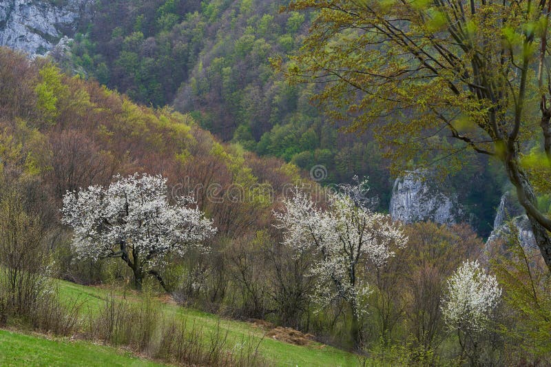 Blooming Trees on Vibrant Spring Hillside Forest Stock Photo - Image of ...