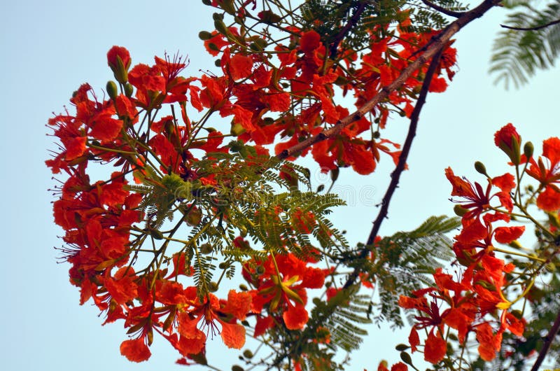 Blooming Red Acacia Foliage Stock Photo - Image of nature, view: 11001498