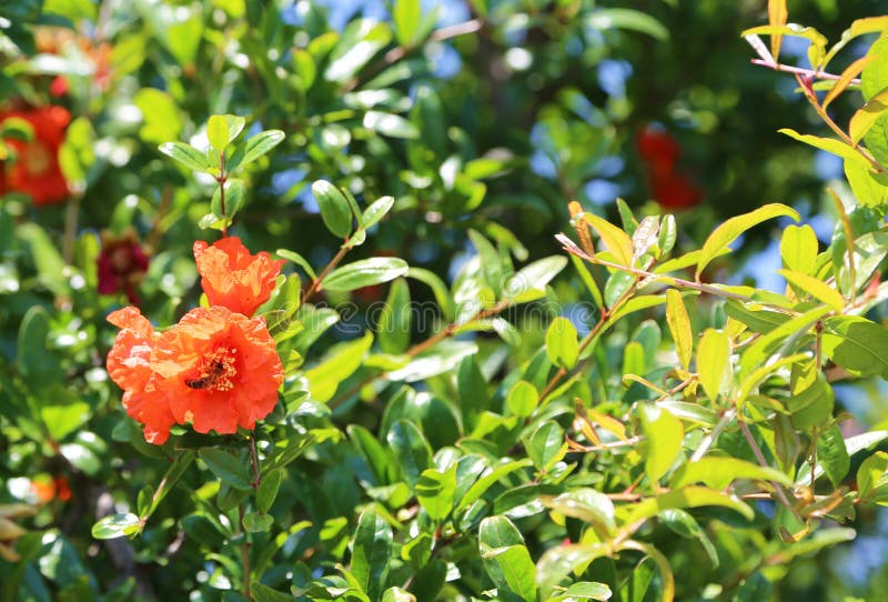 Blooming Tropical Tree with Red Flowers Stock Photo - Image of tree ...