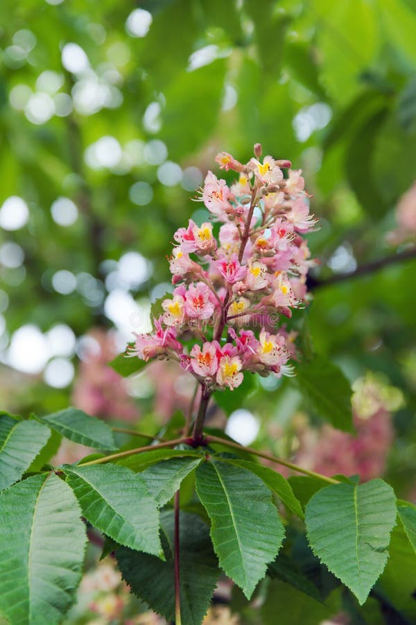 A Blooming Truss of Chestnut Stock Image - Image of sativa, bright ...