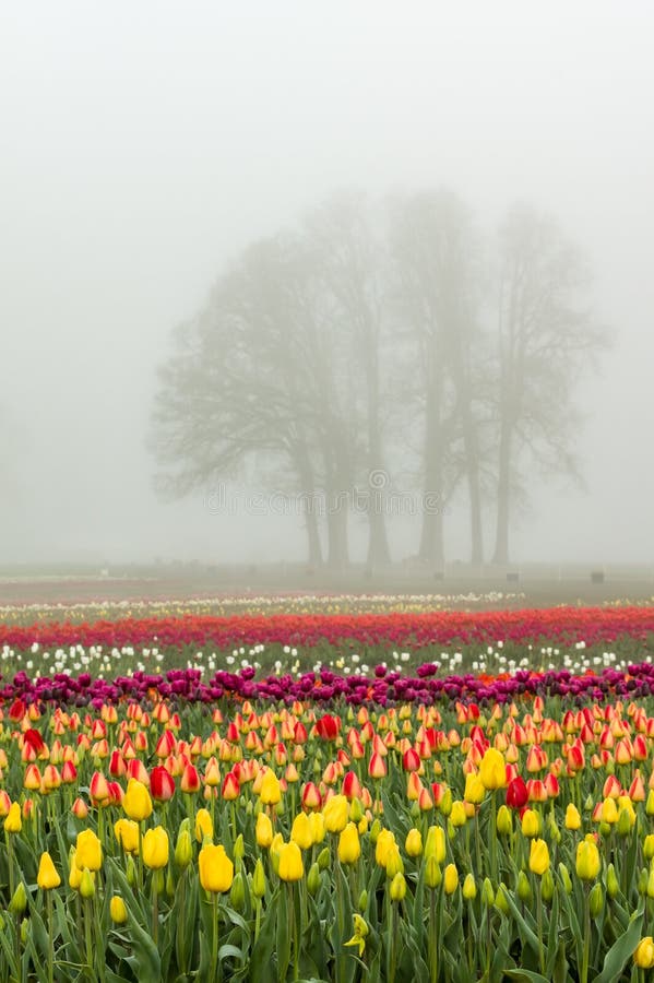 Blooming Tulip Fields with Tree Stock Image - Image of flowering ...