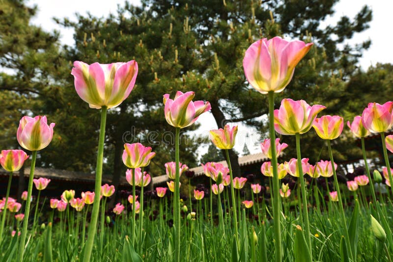 Blooming tulip stock photo. Image of tulip, green, season - 31057586