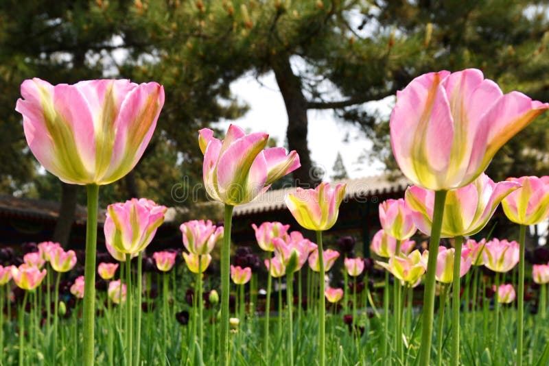 Blooming tulip stock image. Image of land, farm, season - 31057601
