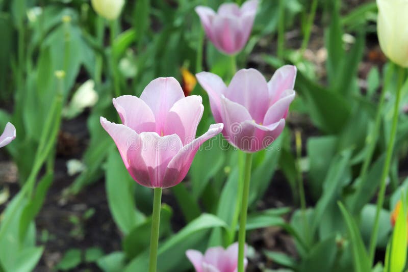Blooming Tulip in the Spring on the Background of Nature Stock Photo ...