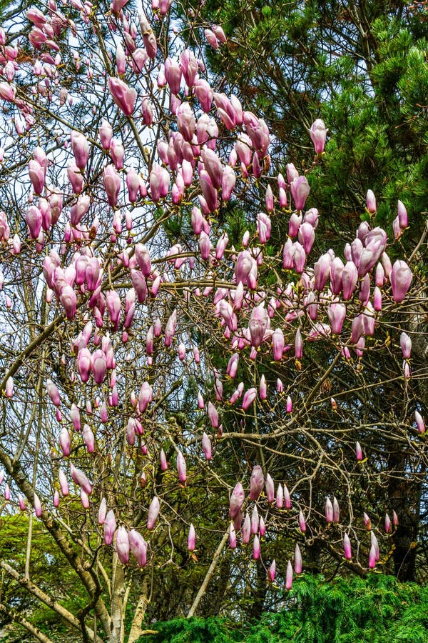 Blooming Tulip Tree 2 stock image. Image of flowers - 314889473