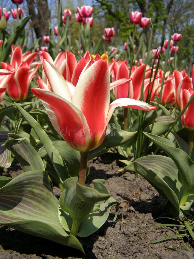 Blooming tulips stock photo. Image of botanical, romantic - 9200830