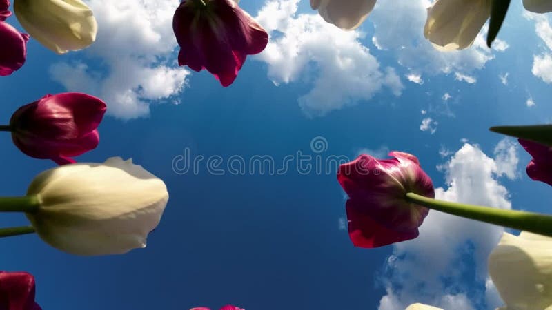 Blooming Tulips on Blue Sky Background. Slow Motion Stock Footage ...
