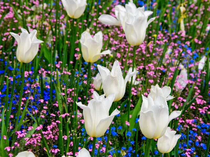 Blooming tulips stock photo. Image of season, spring - 166886534