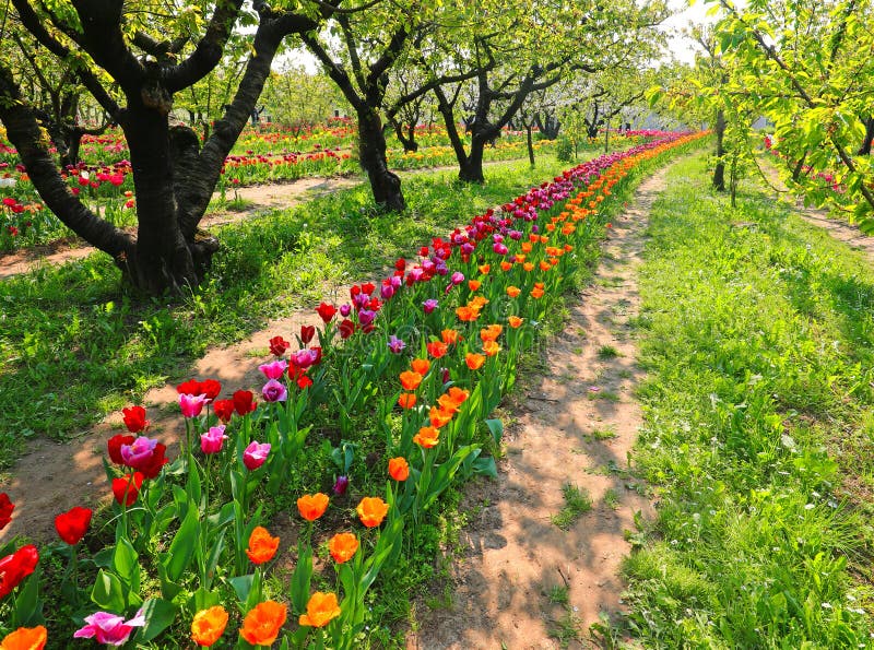 Blooming Tulips in the Public Garden in Spring without People Stock ...
