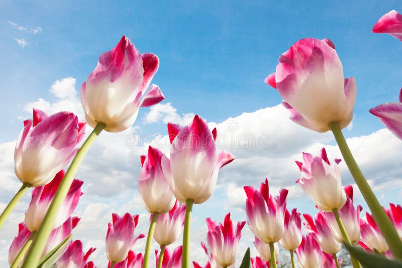 Blooming Tulips Shot Lower Ceiling Angle Stock Photos - Free & Royalty ...