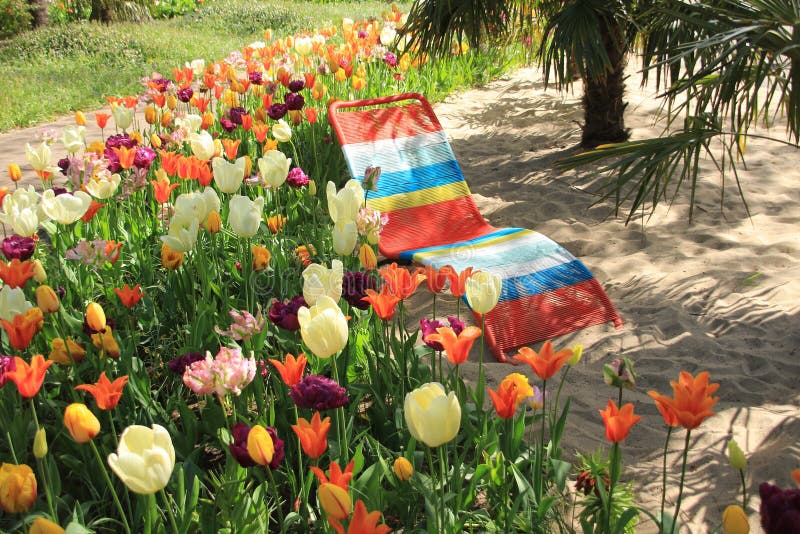 Blooming tulips in spring. stock photo. Image of flourish - 92756846