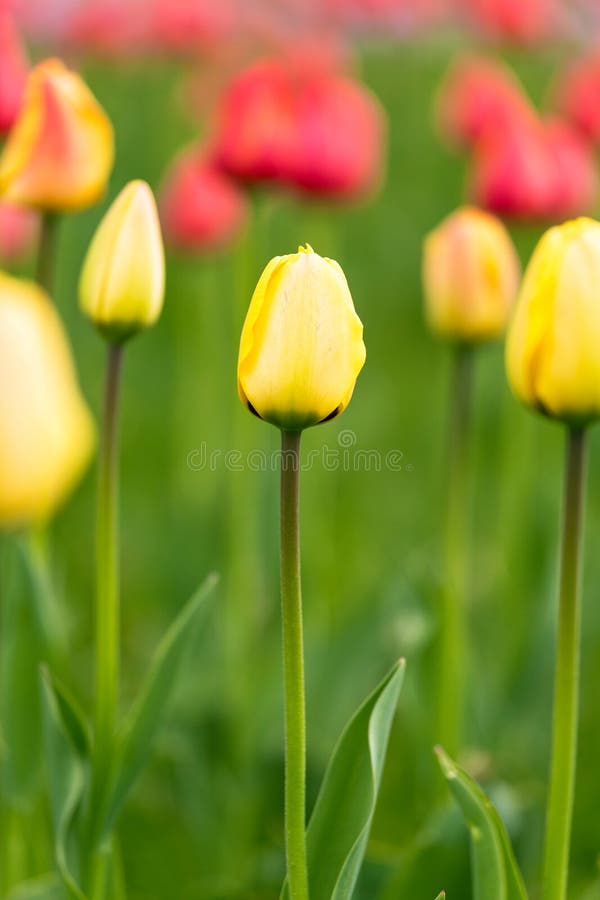 Blooming tulips stock photo. Image of spring, growth - 91726976