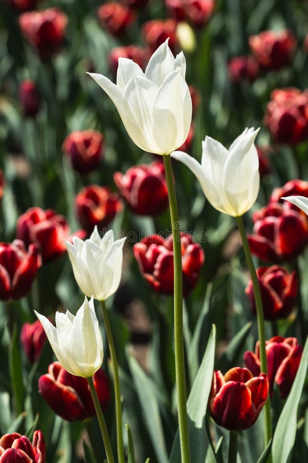 Blooming tulips stock photo. Image of bright, scenery - 132801060