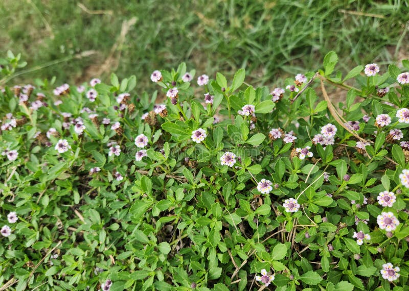 Blooming Turkey Tangle Frogfruit Stock Photo - Image of natural, bright ...