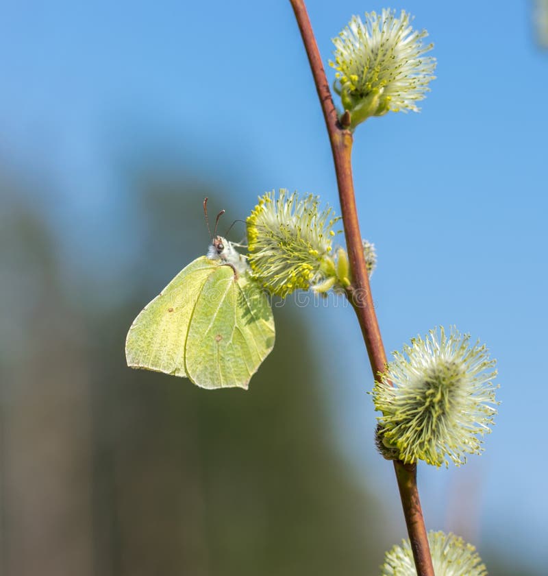 A Blooming Twig of Willow and the First Spring Yellow Butterfly. a ...