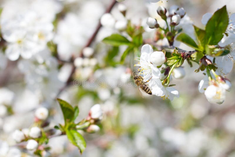 Blooming twigs of cherry. stock photo. Image of cherry - 147248966