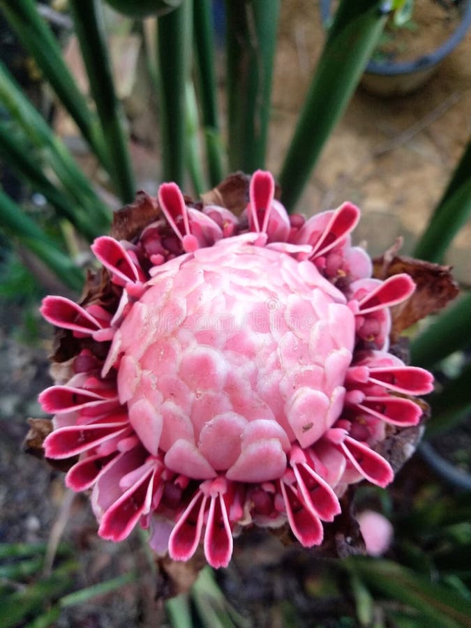 Unji Flower Stock Photos - Free & Royalty-Free Stock Photos from Dreamstime