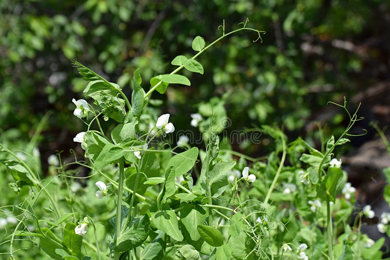 Blooming Vegetable Pea in the Field Stock Image - Image of color, bean ...