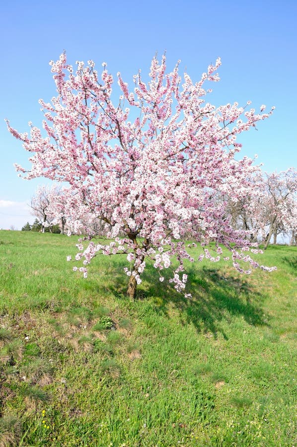 Blooming is vernal. stock image. Image of fruit, rosy - 10387143
