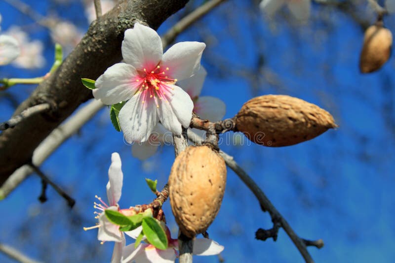 Blooming is vernal. stock image. Image of sunny, delicacy - 10615403
