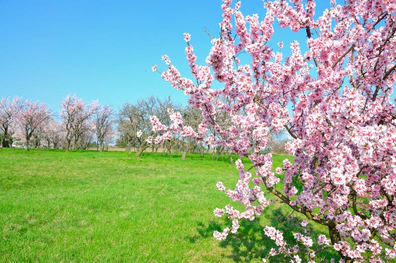 Blooming is vernal stock image. Image of garden, blooming - 320847287