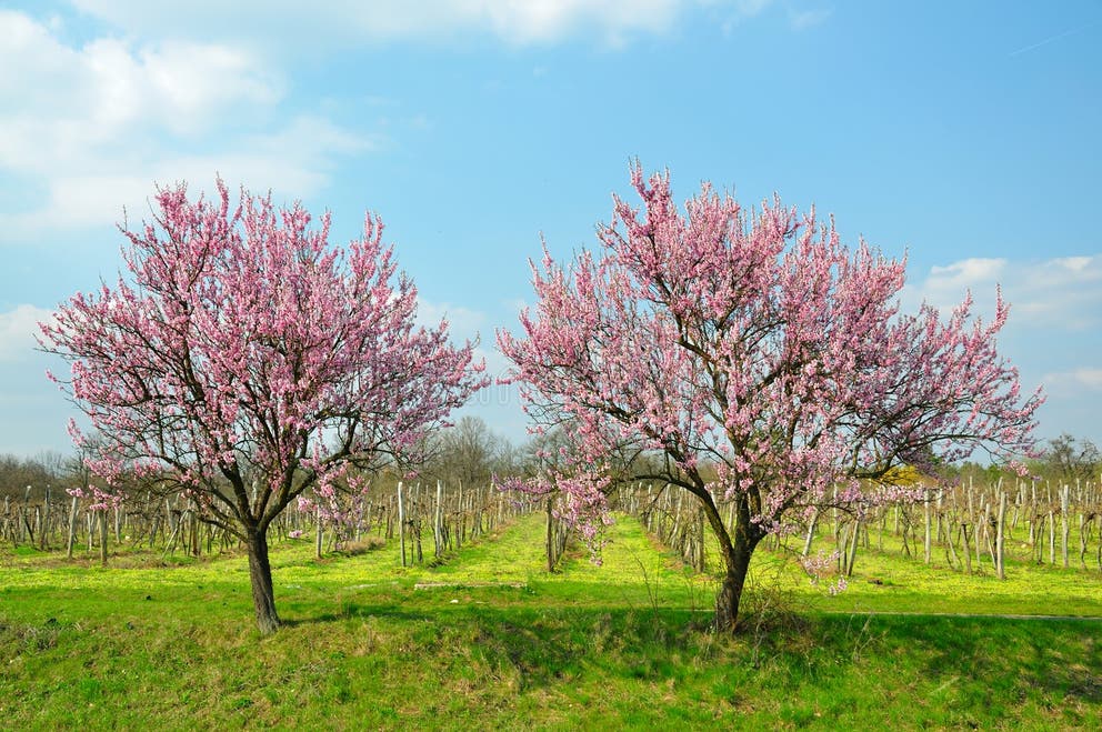 Blooming is vernal stock photo. Image of blooming, blue - 339006224