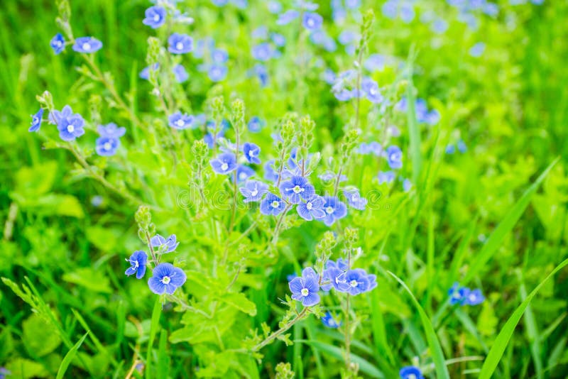 Blooming Veronica Officinalis Flower Stock Image - Image of green ...