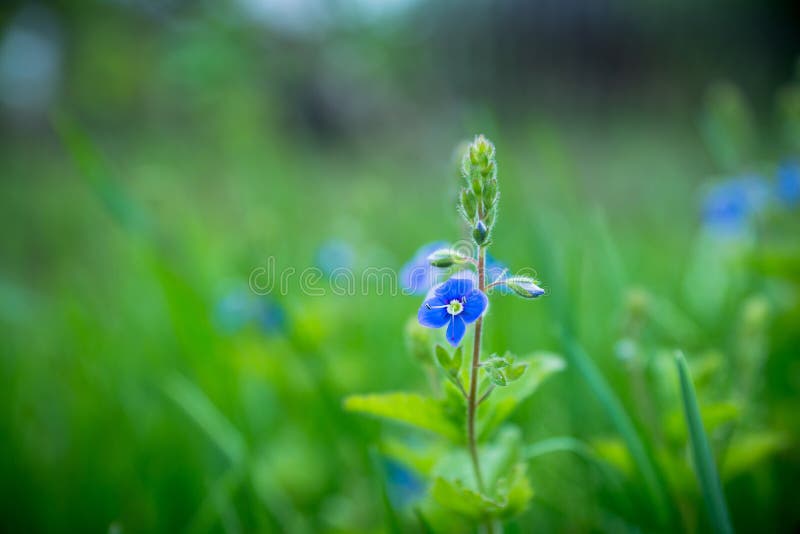 Blooming Veronica Officinalis Flower Stock Photo - Image of blue ...
