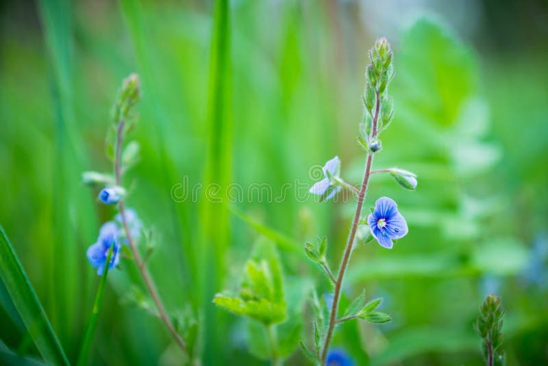 Blooming Veronica Officinalis Flower Stock Image - Image of blooming ...