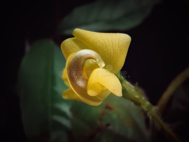 Blooming Vigna Radiata Flower, Unique Form of Fabaceae Flower Stock ...