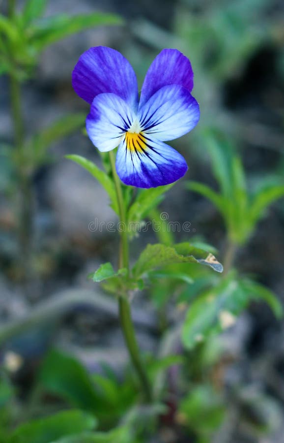 Blooming Viola Flower, Close - Up View Stock Photo - Image of viola ...