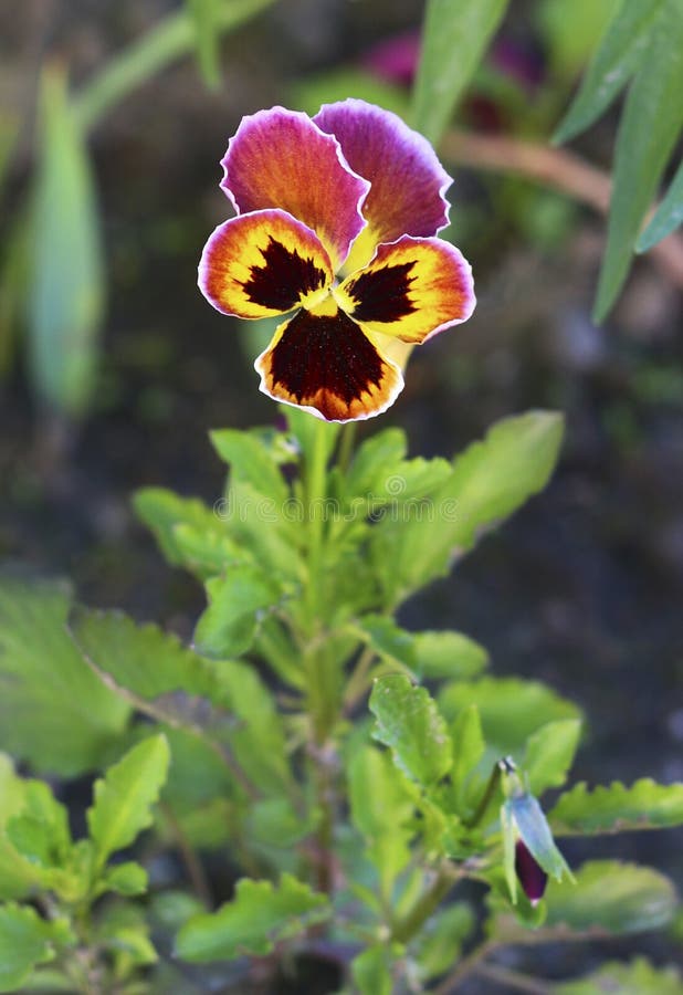 Blooming Viola Flower, Close - Up View Stock Photo - Image of viola ...