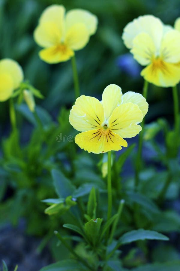 Blooming Viola Flower, Close - Up View Stock Photo - Image of viola ...
