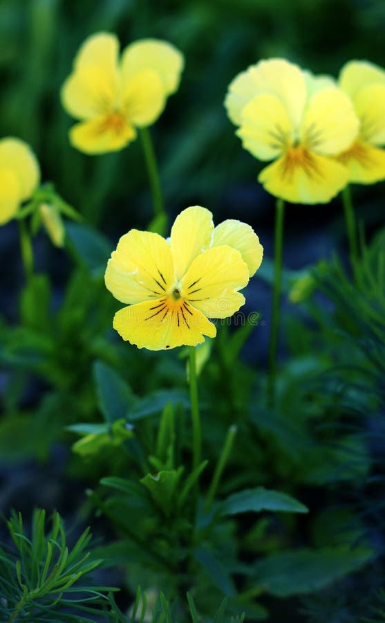Blooming Viola Flower, Close - Up View Stock Photo - Image of viola ...