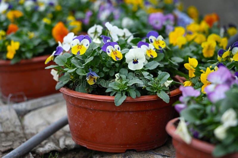 Blooming Viola Flower, Close - Up View Stock Photo - Image of viola ...